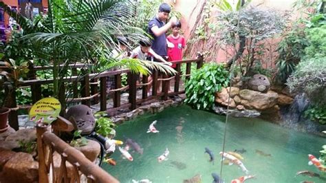 Chew Thean Yang Aquarium George Town Malaysia Top Tips Before You
