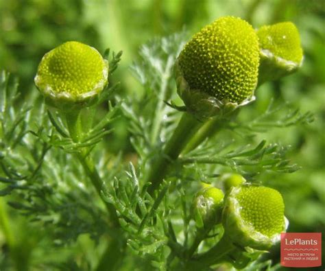 Ромашка пахучая (Matricaria discoidea) — описание, выращивание, фото ...