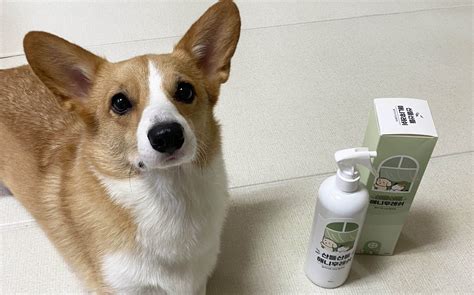강아지 탈취제 오줌 및 강아지 냄새 제거에 좋은 걸 찾는다면 비마이펫 라이프