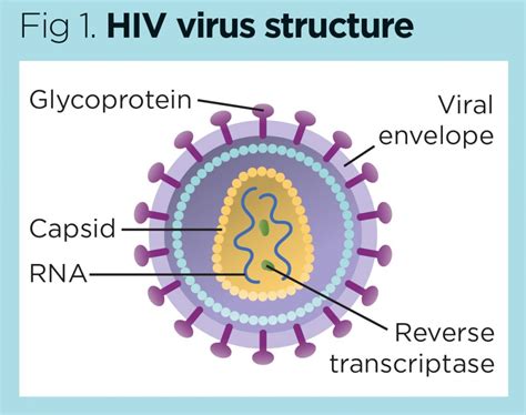 Aids Structure Image At Leo Mclucas Blog