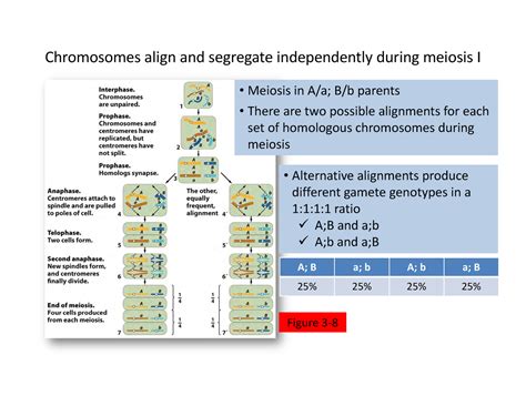 Ch Bios These Help A Lot And Are Detailed Notes From The Professor Chromosomes Align