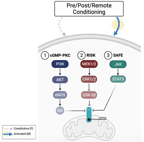 Cardioprotective Pathways Activated By Conditioning Maneuvers And