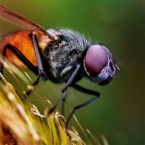Unique Close Ups Of Insects