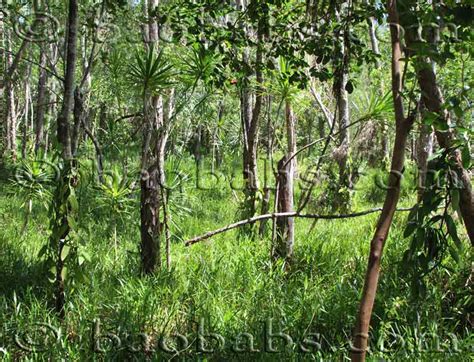 Vaniglia Vanilla planifolia