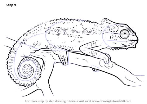 How To Draw A Chameleon Easy
