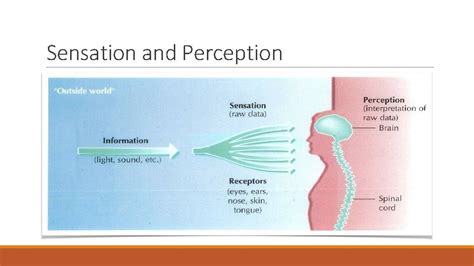 Fundamentals Of Sensation And Perception Erik Chevrier September