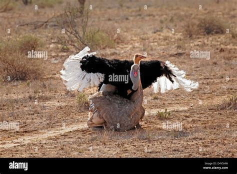 Male And Female Ostriches Mating Samburu National Game Reserve Kenya Stock Photo Alamy
