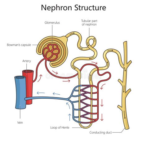 Nephron Structure Diagram Medical Science Stock Vector Illustration