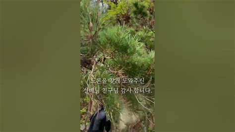 드론이 나무에 걸렸어요 드론 에피소드 드론파손 안전비행 시야확보 Youtube