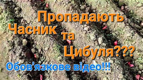 Чим обробити цибулю і часник перед посадкою Знезараження озимого часнику і цибулі