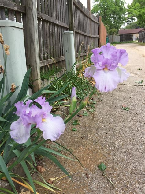 Unknown Iris Variety Search In The Irises Forum