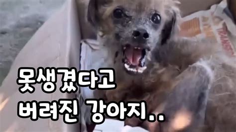 못생겼다고 버려진 강아지의 견생역전 Youtube