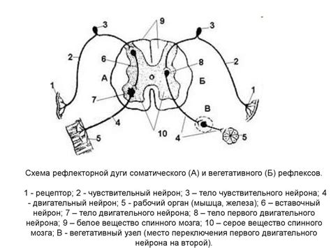 Выберите три верно обозначенные подписи к рисунку строение рефлекторной