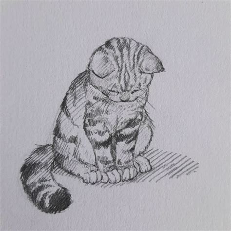 Cat Art Drawing Pencil Sketch