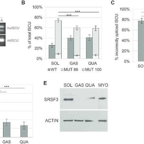 Tissue Specific Splicing Of The Human Iscu Transgene A Schematic Download Scientific Diagram