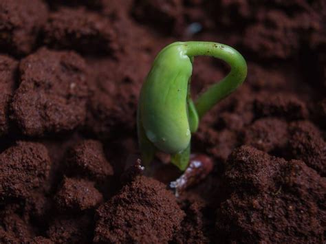 Seeds Vs Bulbs Difference And Comparison
