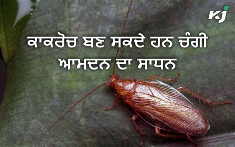 Cockroach Farming ਨਾਲ ਜ਼ਬਰਦਸਤ ਕਮਾਈ ਵਿਦੇਸ਼ਾਂ ਤੋਂ ਬਾਅਦ India ਚ ਵਧੀ