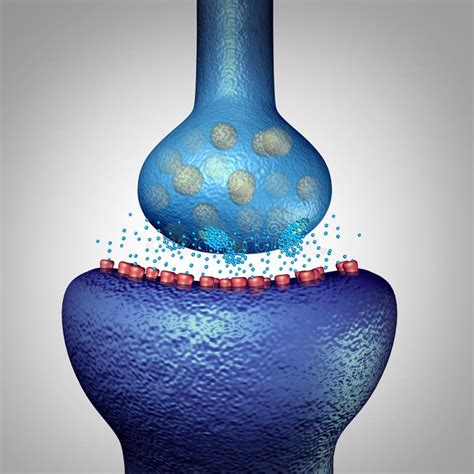 Synaptic Vesicles Stock Illustrations 169 Synaptic Vesicles Stock Illustrations Vectors