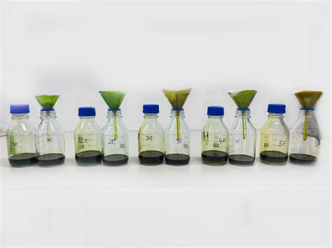 Sua Researchers Test Algae They Can Be Suitable As A Functional Food But Also As A Helper For