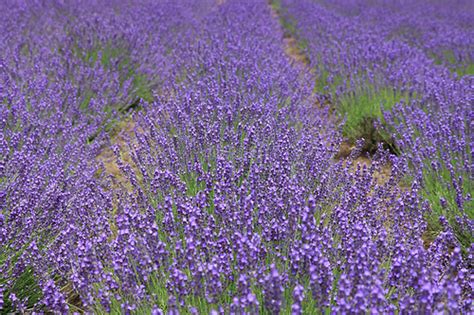 라벤더 꽃 유토이미지 상세페이지 베이직샵 사진 21847686