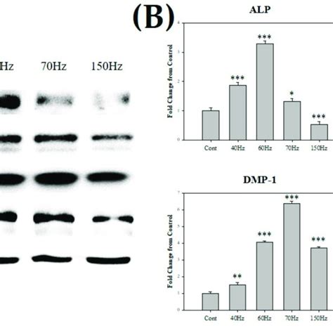 A Western Blot Of Alp Runx2 Dmp 1 Dspp And β Actin After Exposure