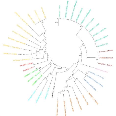 Pathogenesis Of Helicobacter Pylori Download Scientific Diagram
