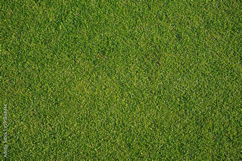 Green Grass Background Top View Background Of Garden Bright Grass
