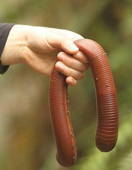 The One Giant Worm That Takes The Cake Is A Species In South Africa