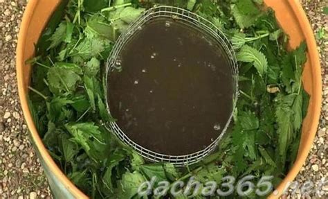 Удобрения для картофеля весной для увеличения урожая, при посадке в ...