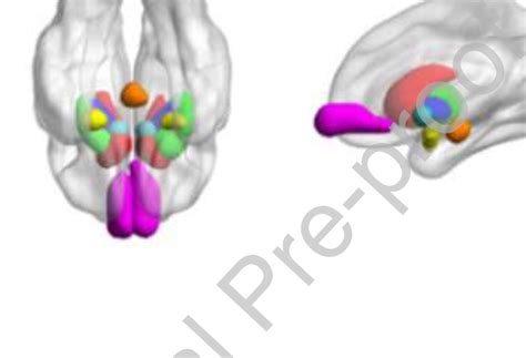 Anatomical Regions Of Interest Included In Reward Network Anatomical