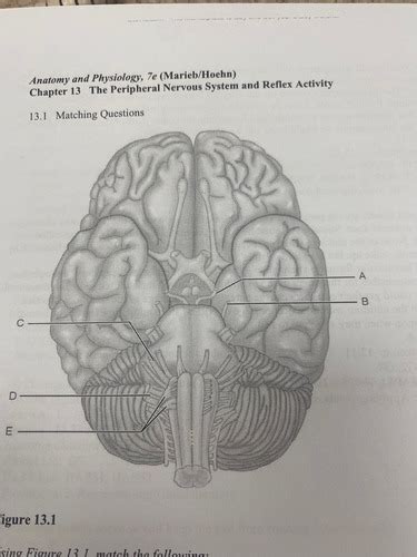 Exam 4 Lecture Chapter 13 Flashcards Quizlet