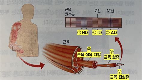 생명과학 1 근육의 구조와 수축 원리 골격근 근수축 문제풀이 네이버 블로그