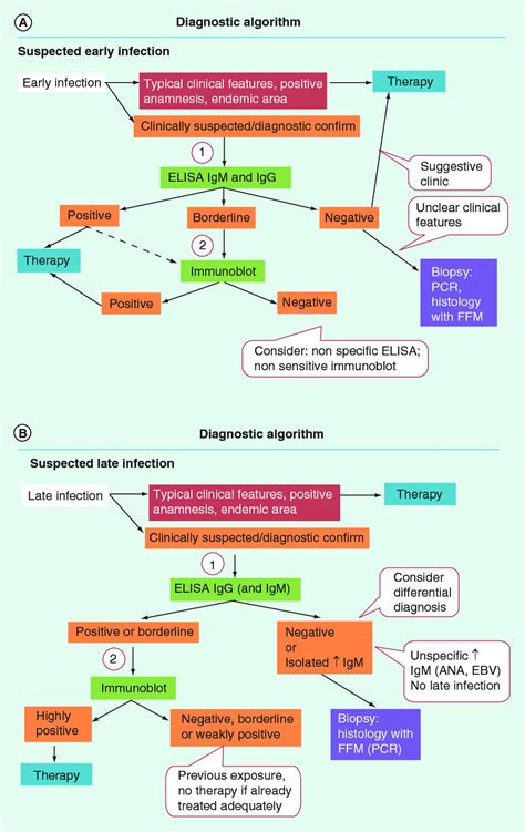 Diagnostic Algorithms A Algorithm For Early Borrelial Infection B Download Scientific