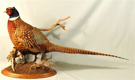 Wildfowl Artistry Ringneck Pheasant