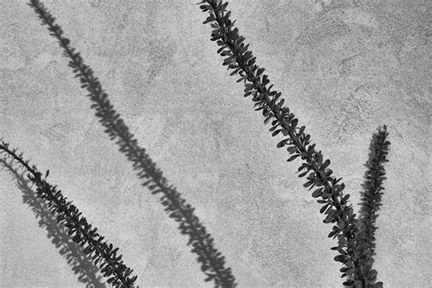 무료 이미지 검정색과 흰색 선 그림자 단색화 Bw 흑백 사진 5184x3456 206220 무료 이미지 Pxhere