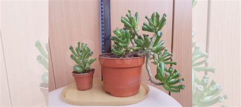 Толстянка Крассула овата Хоббит купить в Екатеринбурге Товары для дома и дачи Авито