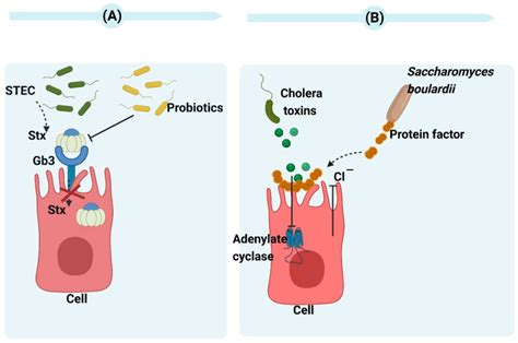 New Strategies For Biocontrol Of Bacterial Toxins And Virulence Focusing On Quorum Sensing