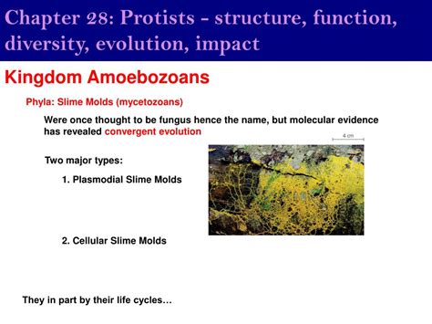 PPT Chapter 28 Protists Structure Function Diversity Evolution Impact PowerPoint