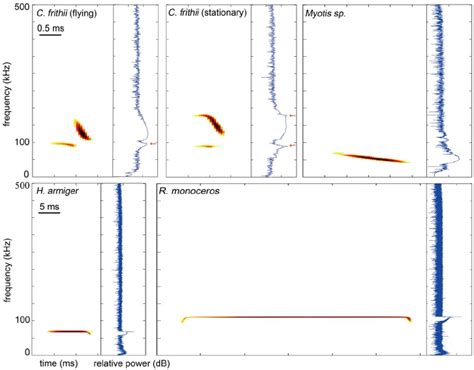 Spectrograms And Power Spectra Illustrating The Echolocation Calls Of