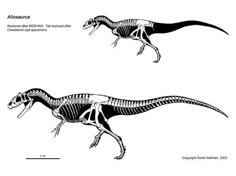Allosaurus Wikipedia