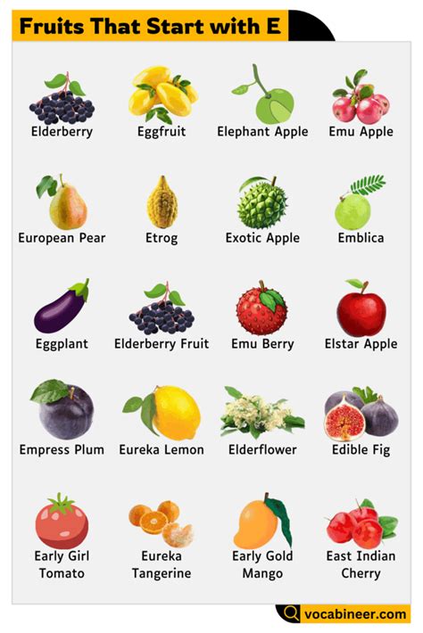 30 Fruits That Start With Letter E