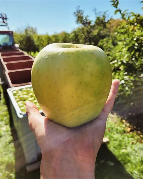 These Are The Biggest Fruits Ever Found In Each State