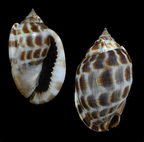 Phalium Areola Big And Nice Malacology