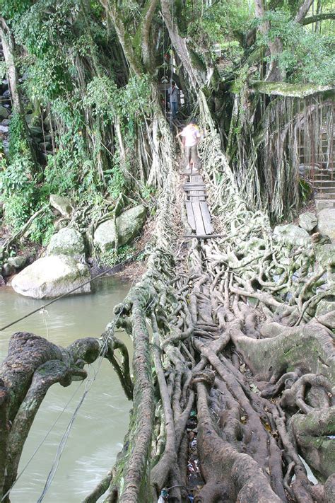 Jembatan Akar Indonesias Amazing Tree Root Bridge