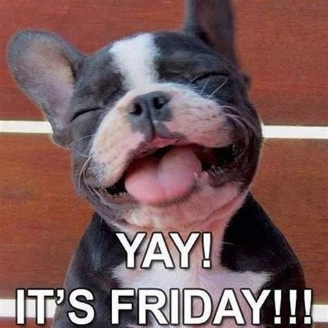 75 Funny Friday Memes Happy Friday Quotes With Images Dailyfunnyquote