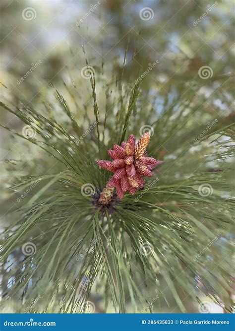 Pink Pinecone In Blosomm Stock Image Image Of Winter 286435833