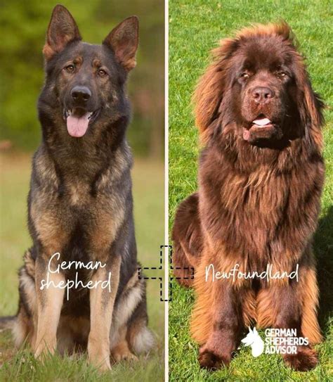 German Shepherd Newfoundland Mix A Relatively Modern Mix Mixed