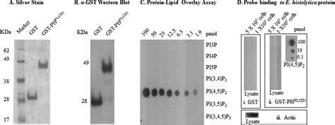 Localization Of Phosphatidylinositol 45 Bisphosphate To Lipid Rafts And Uroids In The Human
