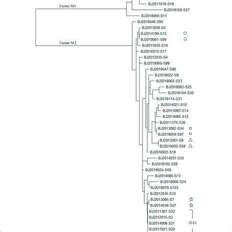 The Maximum Likelihood Phylogenetic Tree Based On The Core Genome Download Scientific Diagram