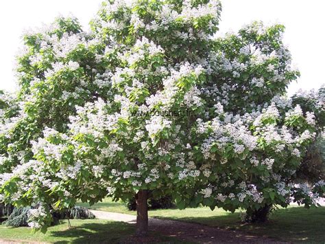 Катальпа украшение вашего сада
